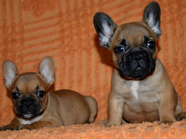 FRANCUSKI BULDOG stenci jelenje boje