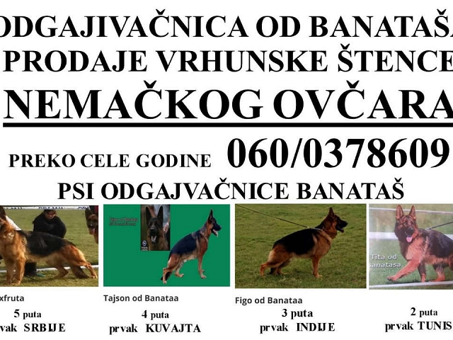 NEMAČKI OVČAR - vrhunska štenad od Banataša