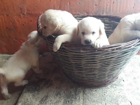 Labrador retriver štenci