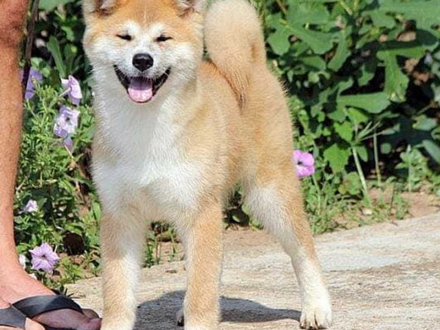 AKITA INU stenci odlicnog kvaliteta
