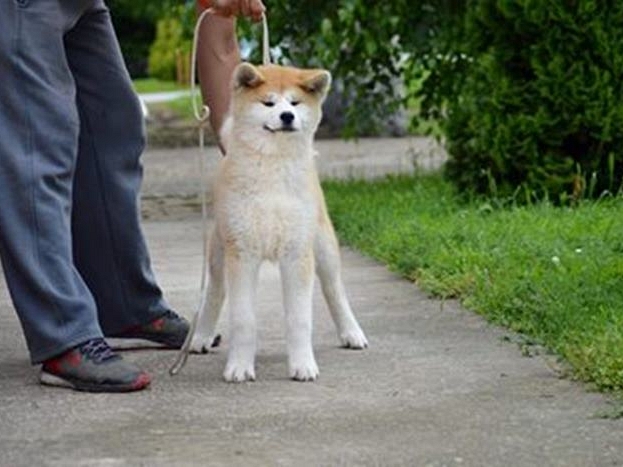 Akita inu, dve ženkice
