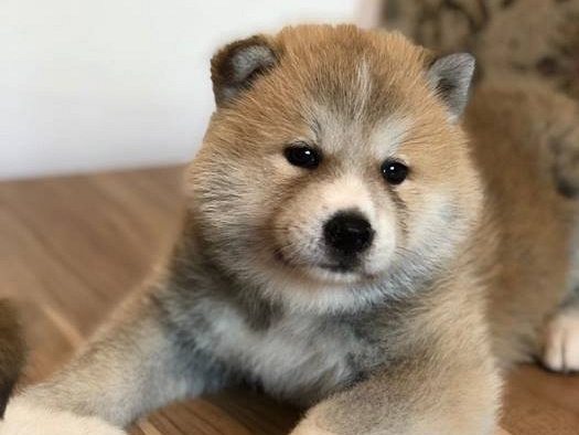 Akita inu, prelepa štenad