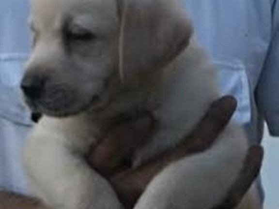 Labrador retriver štenci