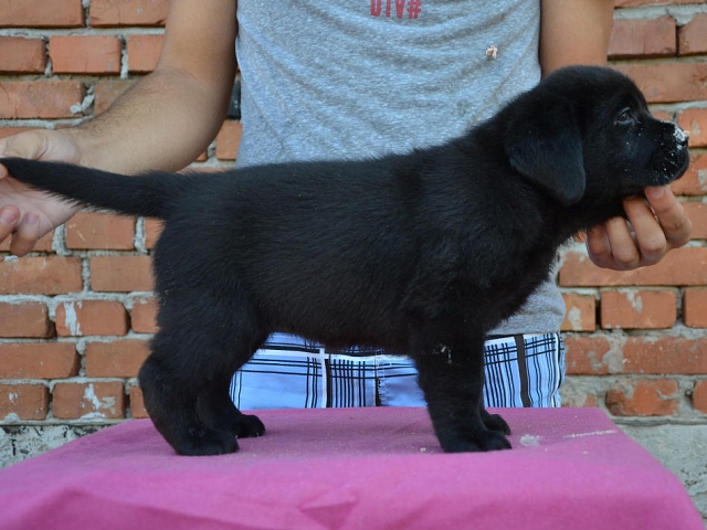 LABRADOR RETRIVER stenci vrhunskog porekla