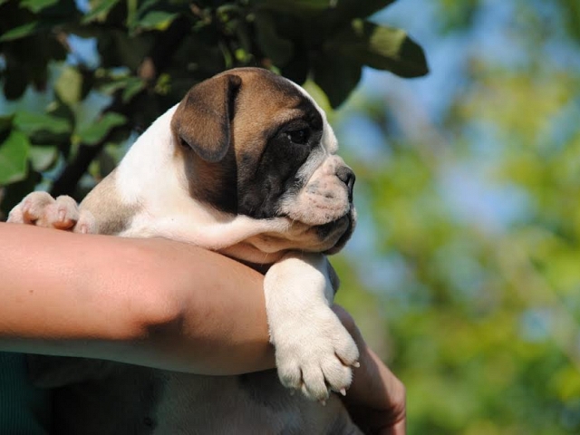 Engleski buldog, štenci top kvaliteta