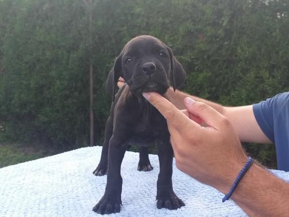 Cane corso štenci