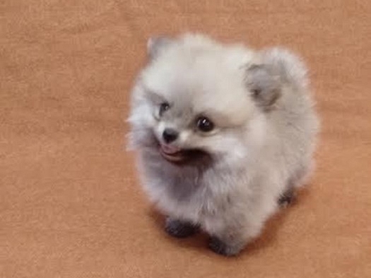 Pomeranac boo