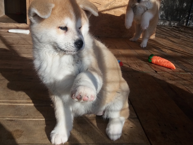 Akita inu,štenci