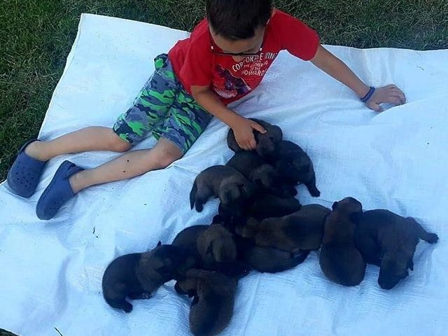 Belgijski ovčar - Malinoa