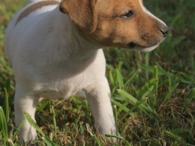 JACK RUSSEL TERIER stenci na prodaju