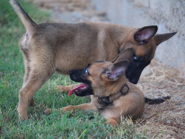 Belgijski ovcar - malinoa, stenci
