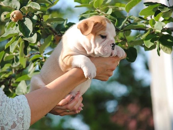 Engleski buldog štenci izuzetnog porekla