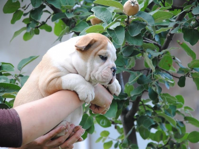 Štenci engleskog buldoga