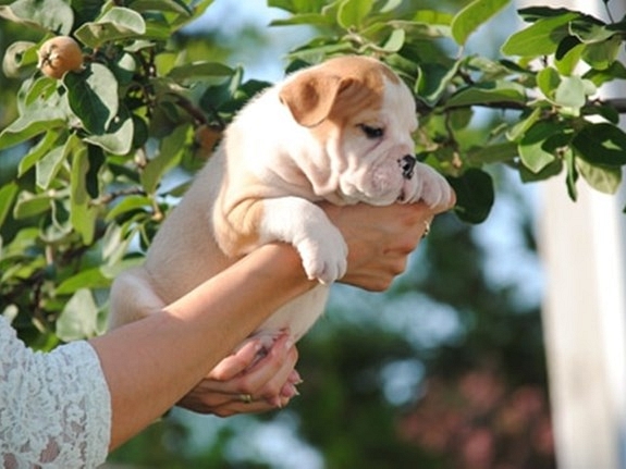 Štenci ENGLESKOG BULDOGA