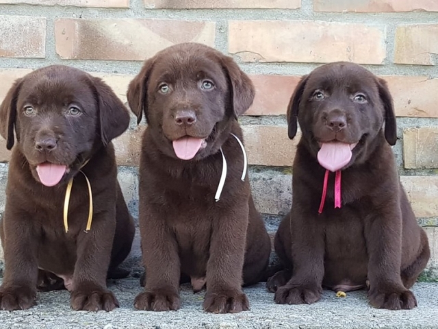 Stenad Labrador Retrivera