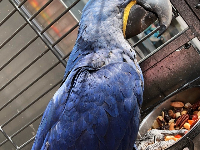 Hyacinth Macaw​