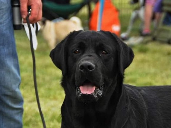 Labrador retriver POSEIDON – slobodan za parenje
