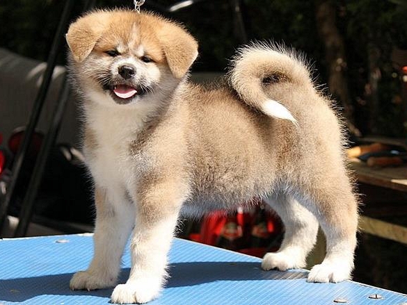Akita inu