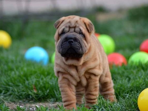 Shar Pei izvanredno leglo