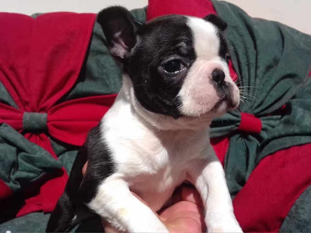 Boston terrier