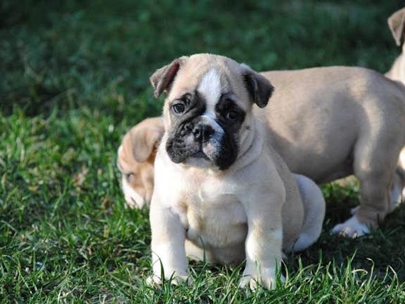 Prelepa ženkica ENGLESKOG BULDOGA
