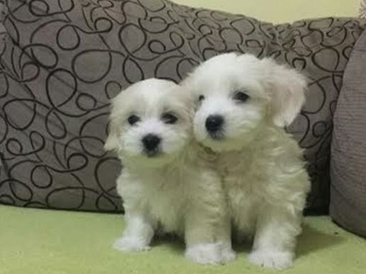 Coton de tulear, vrhunski štenci