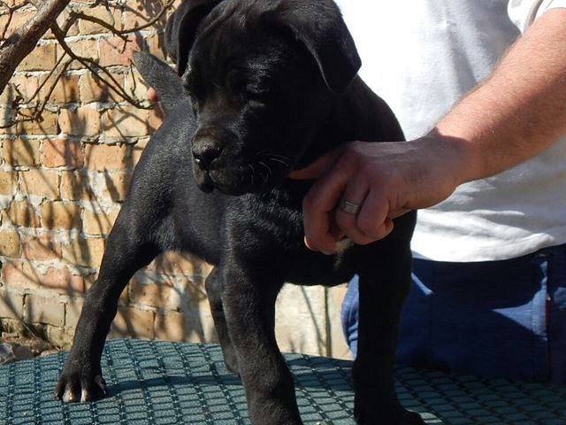 Cane Corso