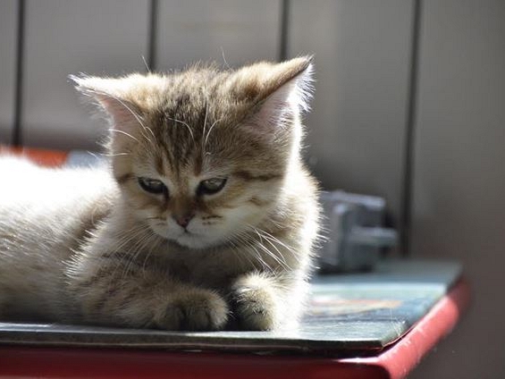Škotski mačići (Scottish straight short-hair)