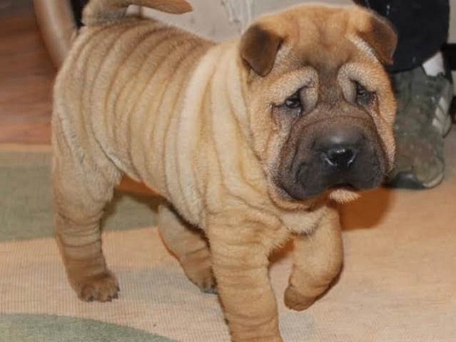 Shar Pei musko stene