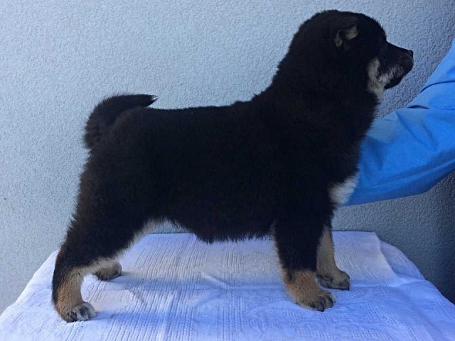 Na prodaju prelepi stenci rase Shiba Inu