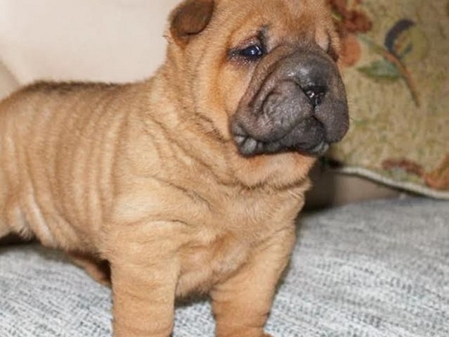 Shar Pei štenci