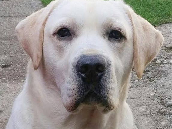Labrador retriver, stenci vrhunskog kvaliteta