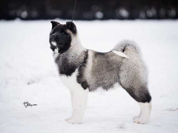 Americka akita, vrhunsko leglo