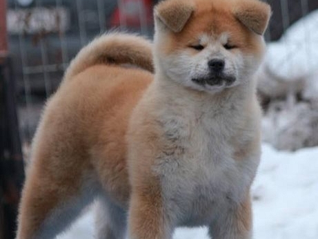 Akita inu