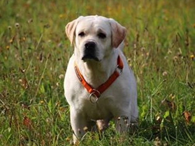 Štenci labrador retrivera