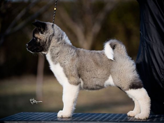 Americka akita