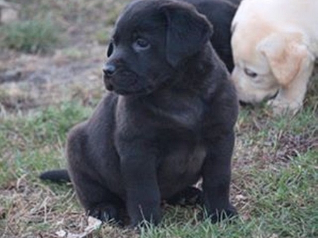 Štenci labrador retrivera