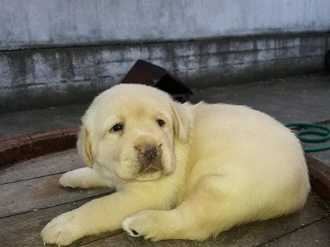 Labrador retriver, prelepi štenci
