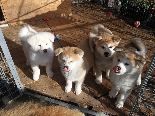 Akita inu,štenci