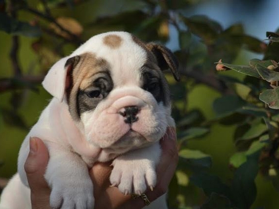 Prelepa ženkica - Engleski Buldog