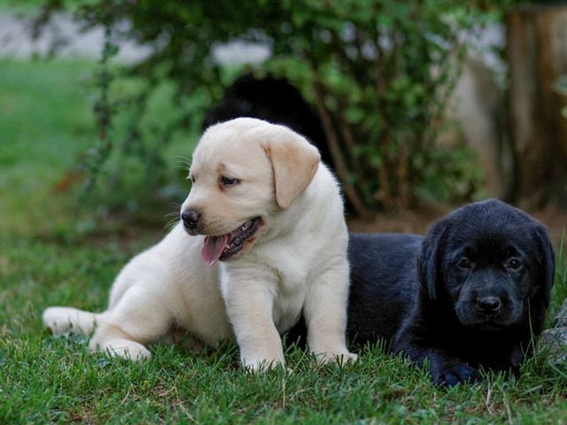 Labrador retriver