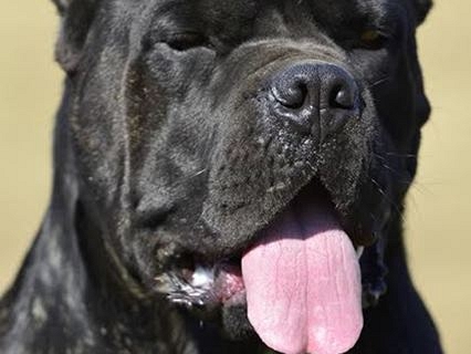 Cane Corso