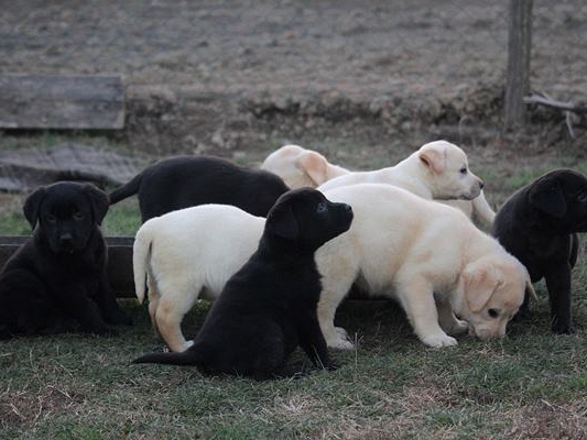 Labrador retriver, štenci
