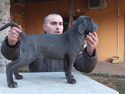 CANE CORSO