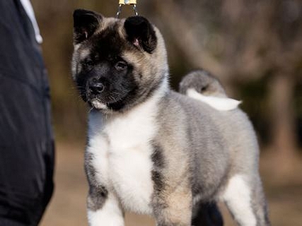 Americka akita