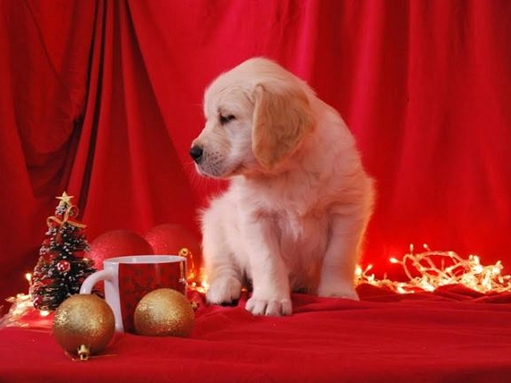 Zlatni retriver, štenci