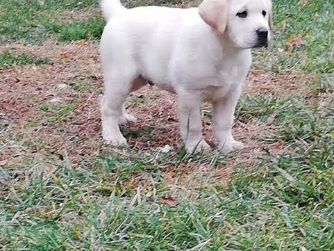 Labrador retriver, musko stene
