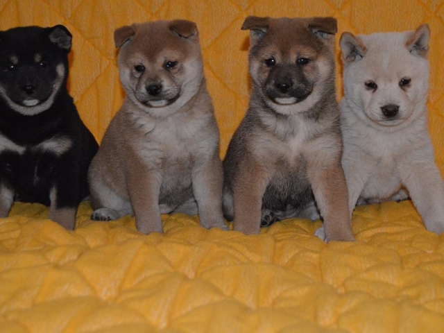 STENCI SHIBA INU