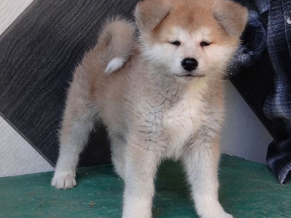 Akita Inu