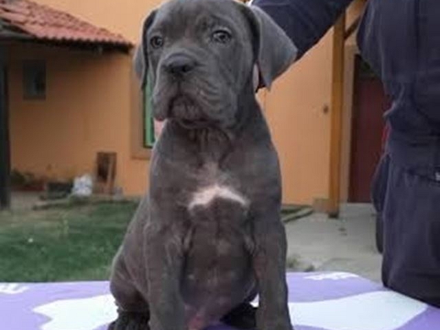 Cane Corso
